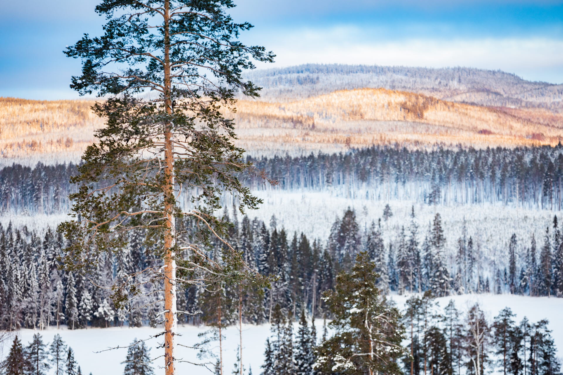 SCA upgrade CMS to headless cloud - Optimizely